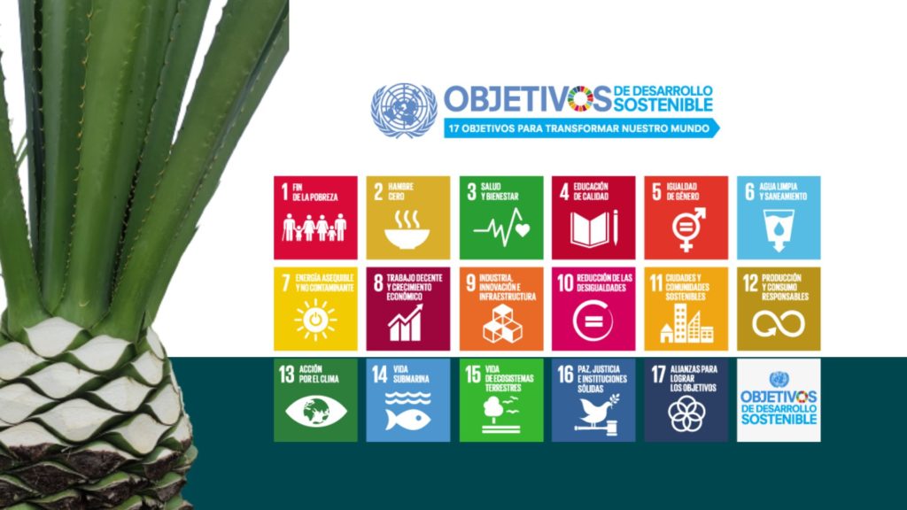 Aprovechamos el 100% de la planta del Fique en BioFique